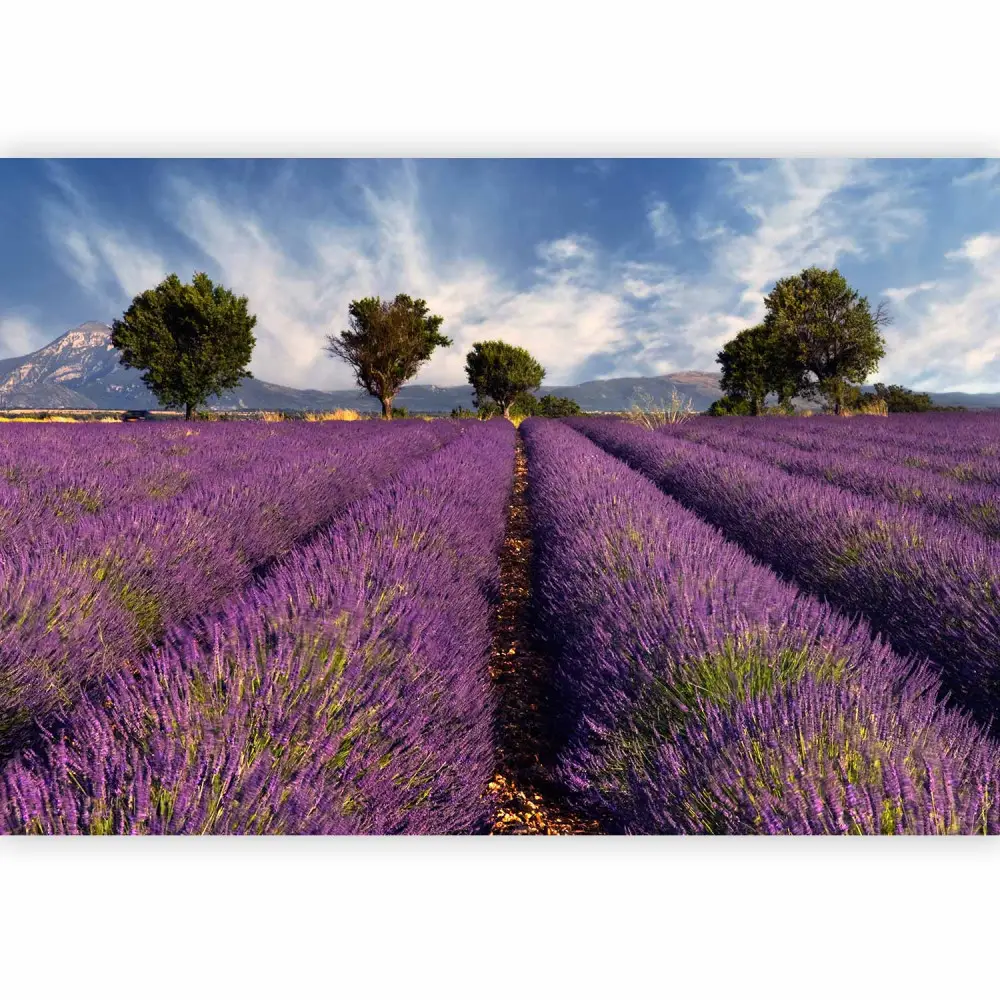 Mural Campos de Lavanda - plantas sob um céu azul em estilo provençal ...